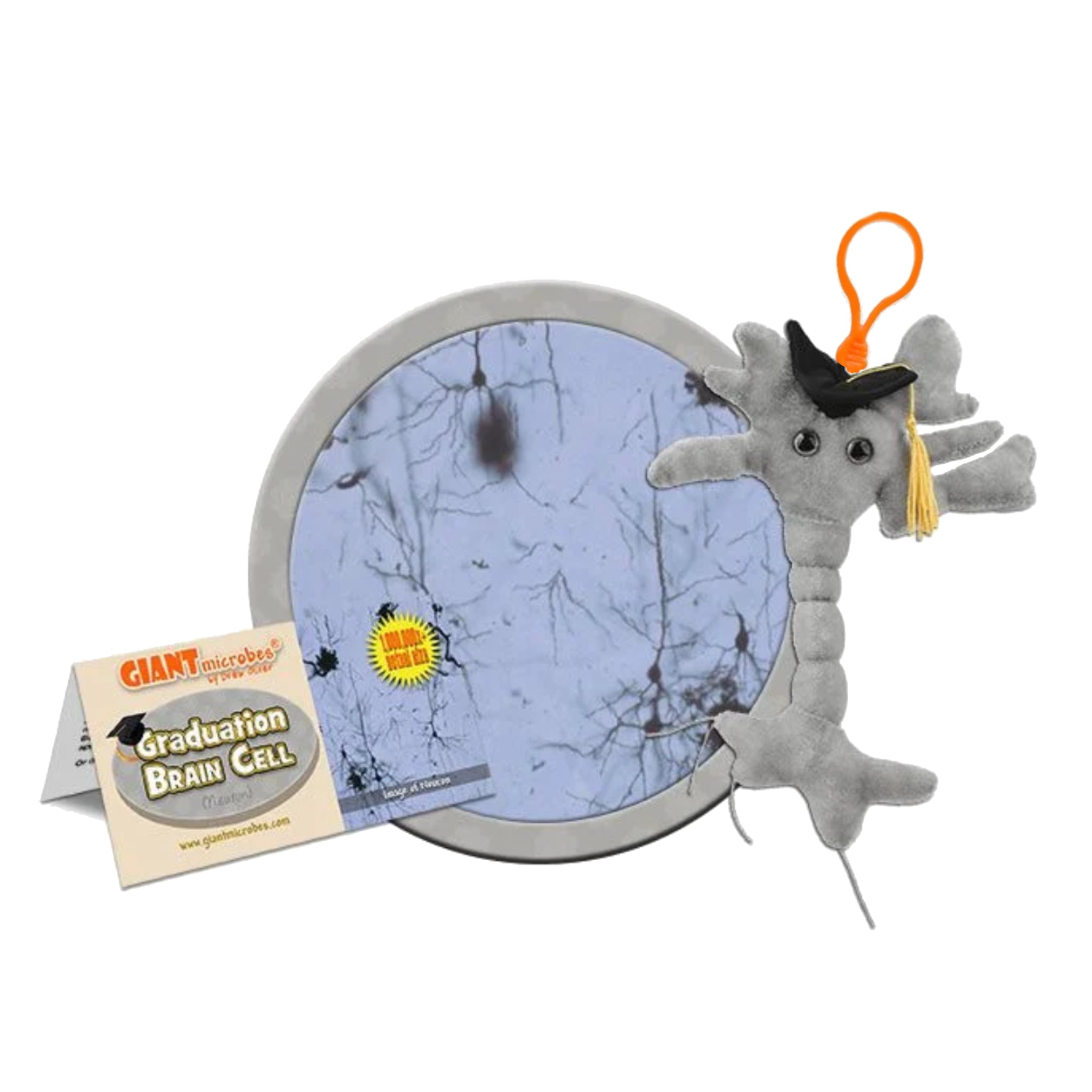 Brain Cell Graduation Key Ring – Surgeons' Hall Museums Shop