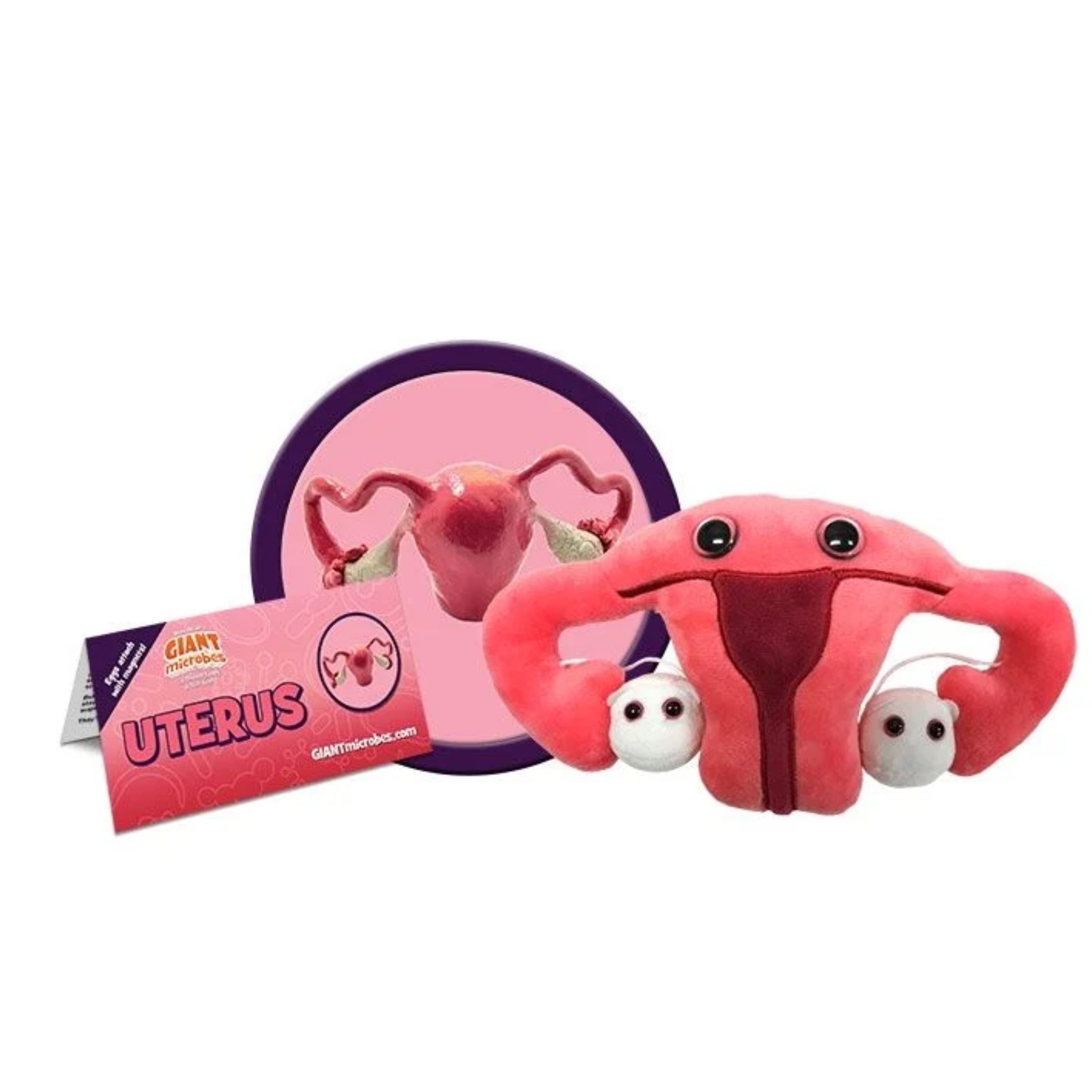 Uterus – Surgeons' Hall Museums Shop